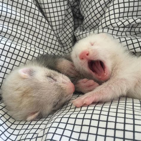 Frettchen ist fast immer müde Ferrets Care, Baby Ferrets, Funny Ferrets ...