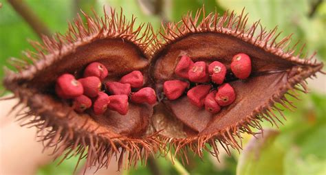 Annatto (E160b) - Ceneviz Gıda