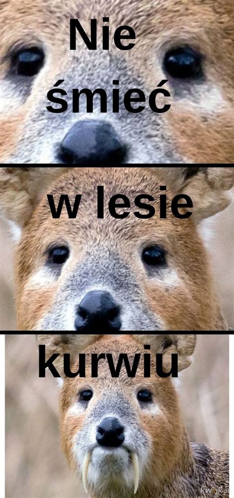 Jelonek - Ministerstwo śmiesznych obrazków - KWEJK.pl
