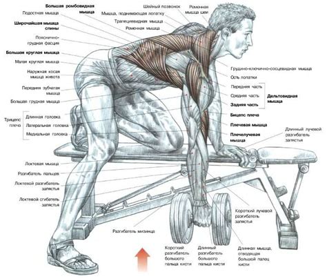 Картинки по запросу широчайшая мышца спины | Strength training anatomy ...