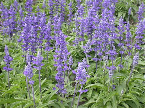 Salvia: Propiedades y beneficios para la salud - ViviendoSanos.com