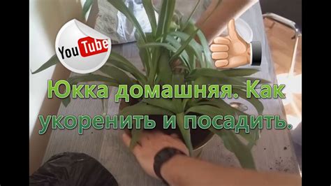 Юкка домашняя. Размножение юкки и посадка в горшок. Как выращивать юкку ...