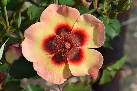Fancy Babylon Eyes, Babylon Eyes Rose | Rosarium Lottum