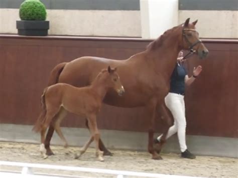 Blue Hors Viconte