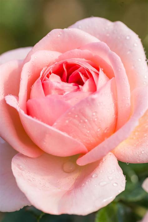 Rose Voyage® - Rosa Voyage® günstig kaufen