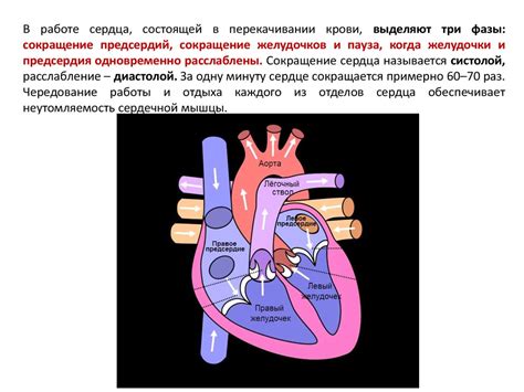Кровеносная система человека - презентация онлайн