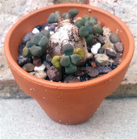 Succulent-y