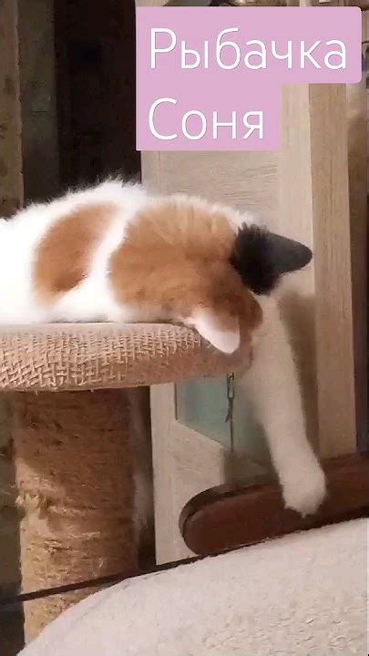 Моя Котя🐈# рыбачка Соня - YouTube
