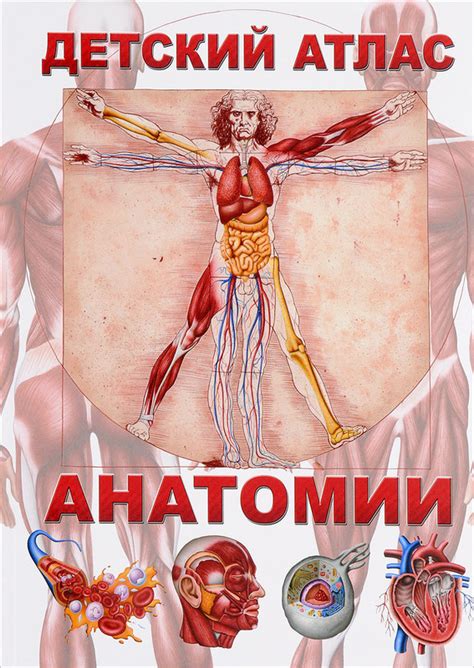 Детский атлас анатомии, Гуиди Винченцо - купить книгу ребенку по низким ...