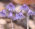 Soldanelle montagnes Dřípatka horská Alpine Snowbell Сольданелла горная