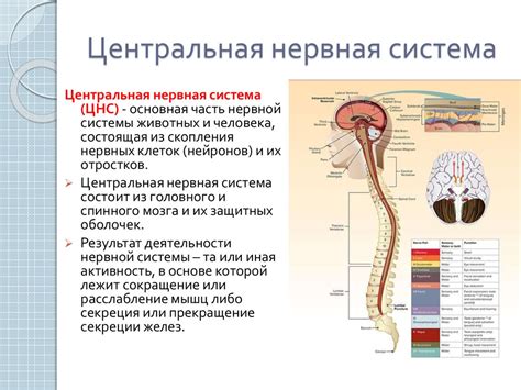 Анатомия человека - презентация онлайн