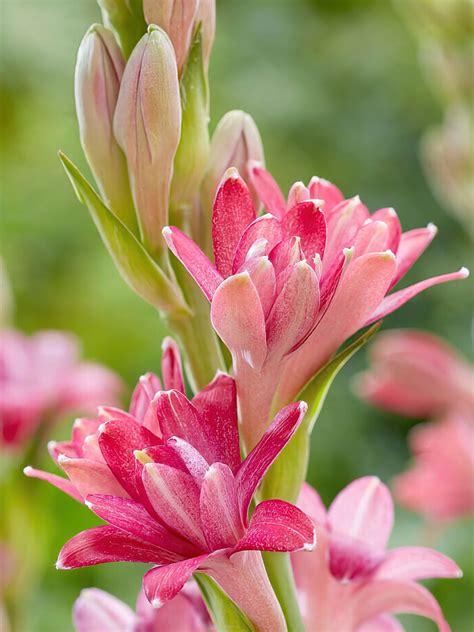 Tuberose NCYU CHERRY (Polianthes) | Order online at DutchGrown™