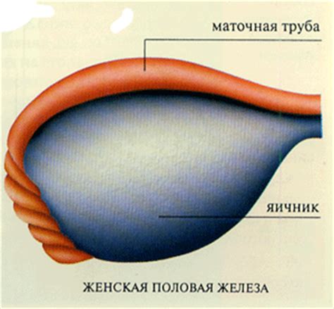 Для чего нужны яичники