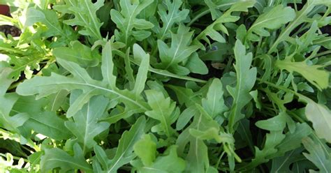 Health - Tips: Health benefits of Arugula