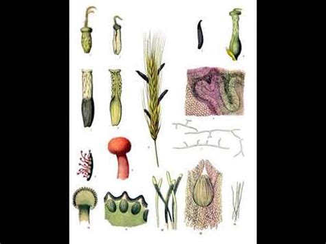 Ergot | Wikipedia audio article - YouTube