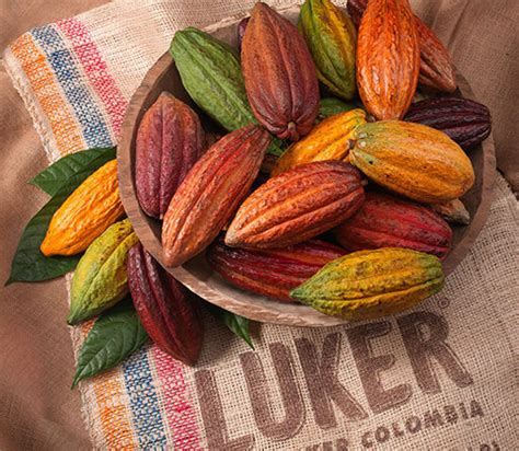 Cacao Fino de Aroma: Chocolate health benefits | Luker Chocolate
