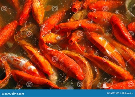 Hungry Fish Royalty-Free Stock Photo | CartoonDealer.com #43691985