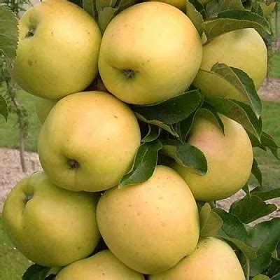 Купить яблоню - Саженцы яблонь в Минске, доставка по Беларуси