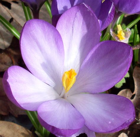 gillyflower: Flower Photos