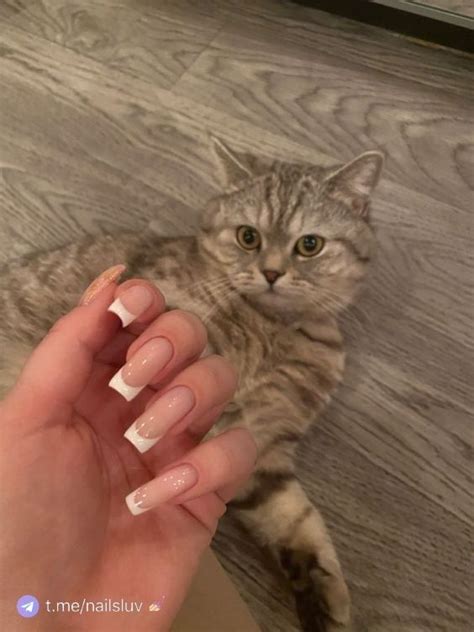 модный френч ногти на фоне кошки 😻 | Натуральный маникюр, Квадратные ...