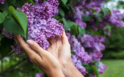 Как ухаживать за сиренью, чтобы она долго и пышно цвела | В цветнике ...