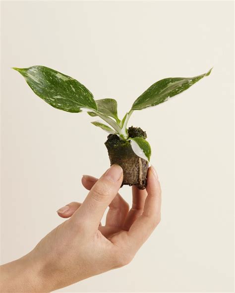 Philodendron White Wizard S online kopen | PLNTS.com