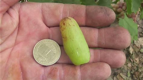 Сорт винограду "Мальчик с пальчик" - сезон 2022 # Grape variety ...