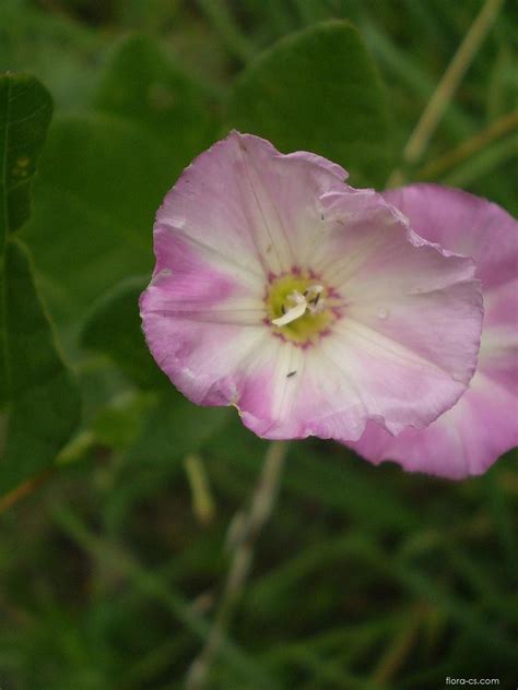 Svlačec rolní (Convolvulus arvensis) | Flora-cs.com