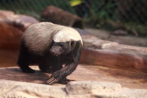Honey badger Images - Search Images on Everypixel