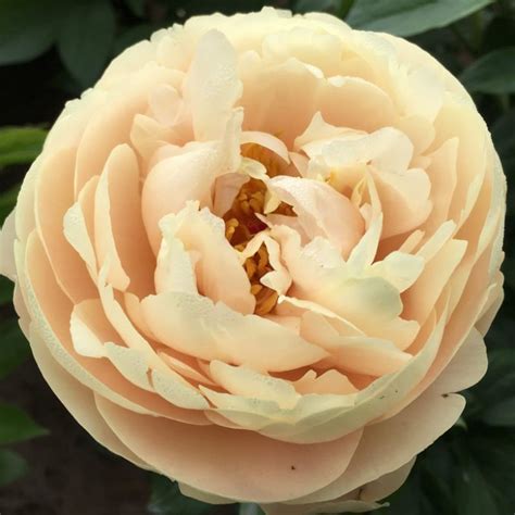 Peonija 'Pastelegance' | Peony.lv