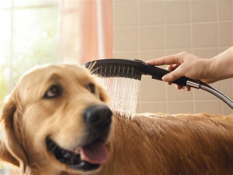 hansgrohe Душевые стойки для собаки: DogShower, Душ для собак 150 3jet ...
