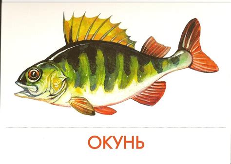 Дидактические карточки "Речные рыбы". Обсуждение на LiveInternet ...
