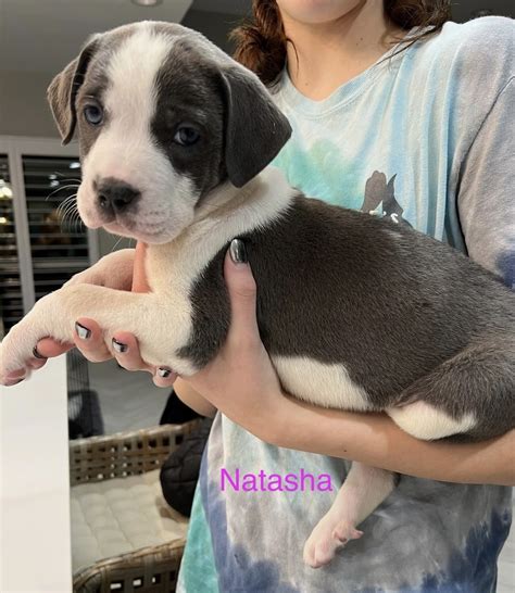 Natasha Romanoff – Richardson Humane Society