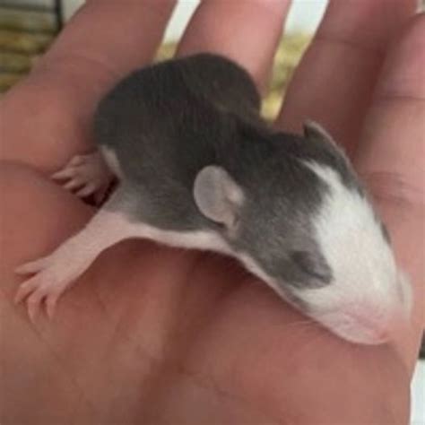 Rat rodents for sale | Pets4Homes