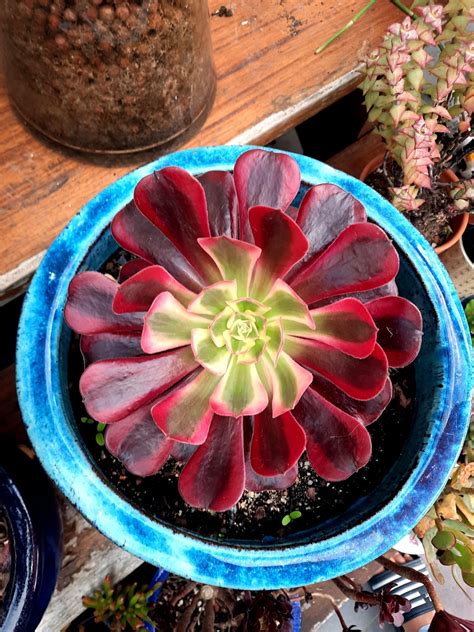 Aeonium medusa : r/SucculentsNetwork