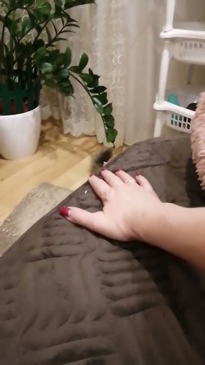 #котомодель Симочка - YouTube