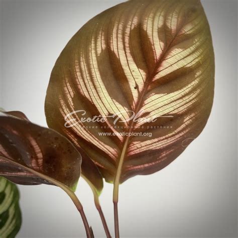 calathea makoyana - exoticplantshop.org