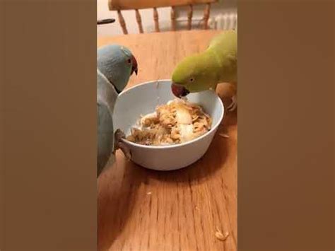 Как обычно - дынные семечки 🦜🥰🦜 @yosha28 - YouTube