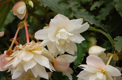 Begonia zwisająca boliwijska Belleconia Snow - 7192562515 - oficjalne ...