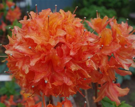 Rhododendron 'Mandarin Lights' (Azalea) – Bunchberry Nurseries