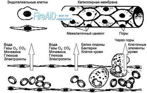 Микроциркуляция ( микрогемодинамика ). Проницаемость капилляров. Стенки ...