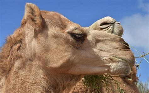 Camel Milk Processing Plant Nearing Completion in Umnugobi Aimag