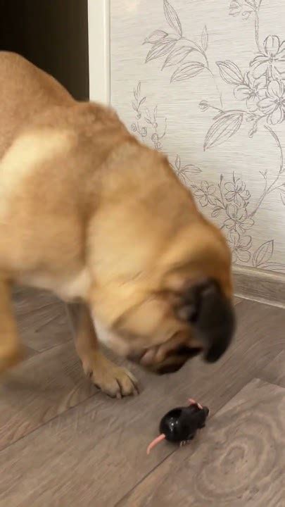 Мышелов #мышка #мышь #котопес #жизньрыжегомопсаПашки #apricot #pugs # ...