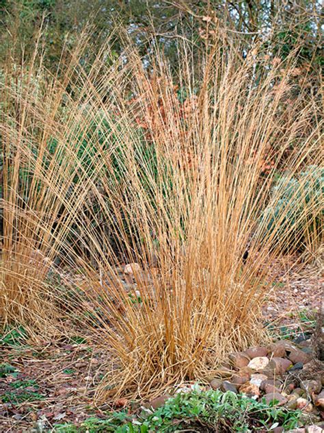 Molinia caerulea 'Moorhexe' - The Beth Chatto Gardens