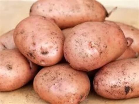 Сортове картофи за Сибир: снимка с име и описание, нови вкусни сортове ...
