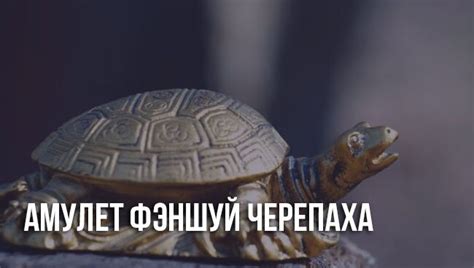 Амулет фэншуй Черепаха: что означает, как выбрать