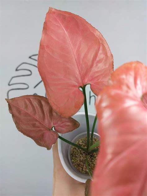 Syngonium Orm Nak Red 30-40cm - Ceny i opinie - Ceneo.pl