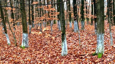 Biber – Vene-Info