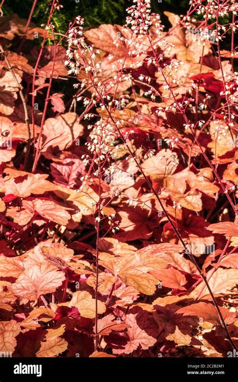Heuchera Fire Alarm Coral Bells Heucheras Stock Photo - Alamy