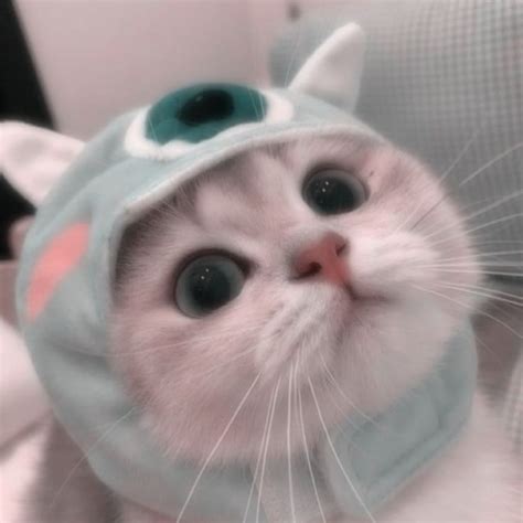 Котик в костюмчике